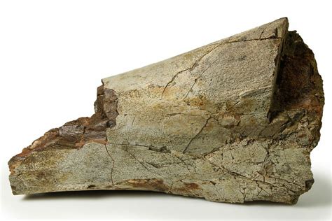 116 Fossil Hadrosaur Edmontosarus Partial Tibia Bone Wyoming