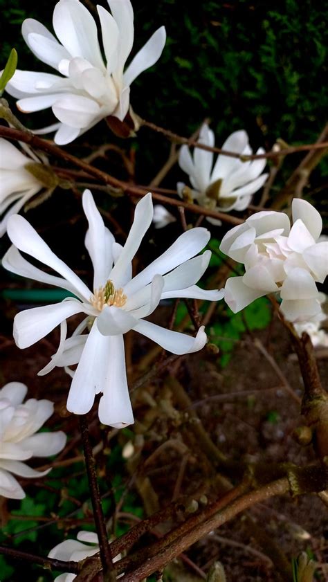 20220325184514 Alexandre Gombert Flickr