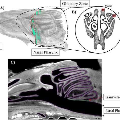 A 3d Model Of Human Nasal Cavity With Olfactory Region Highlighted As