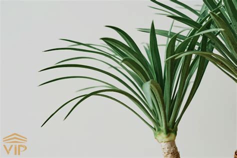 همه چیز درباره گل دراسنا روش های نگهداری و تکثیر در خانه