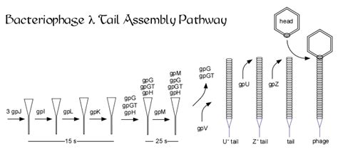 Bbacteriophage Lambda Tail Assembly Pathway