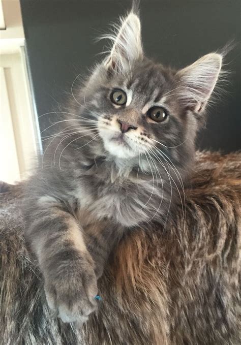 Large Maine Coon Cats For Adoption At Summer Hawk Blog