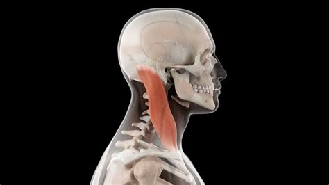 Neck Muscles Anatomy Videos And Hd Footage Getty Images