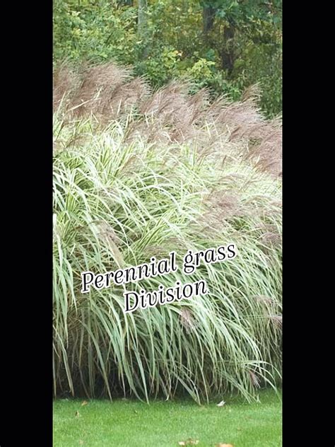 Perennial Grass Division Garden Fall Shortvideo Youtube