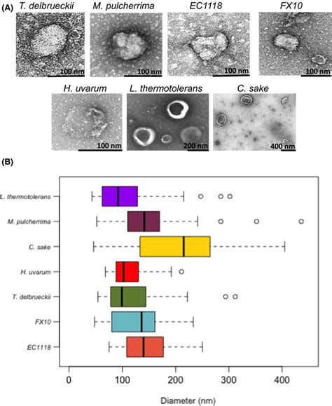 Tem Negative Staining Of Ev‐enriched Fractions Of Different Wine Download Scientific Diagram