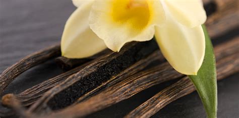 Vanilla Bean Plant How To Grow