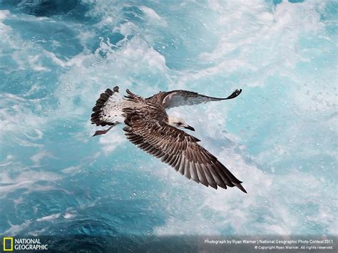 Download Hundreds Of Breathtaking National Geographic Wallpapers For