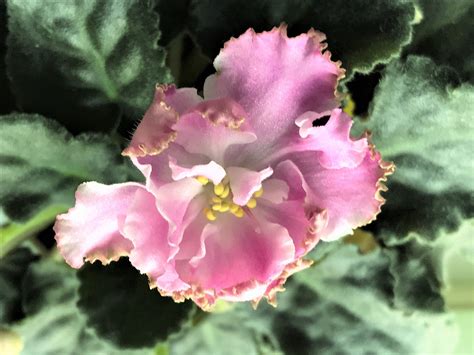 Violet Pink Flower Free Photo On Pixabay Pixabay