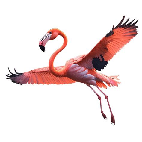 Flamingo Voando Png Flamingo Voando Png Flamingo Pássaro Png