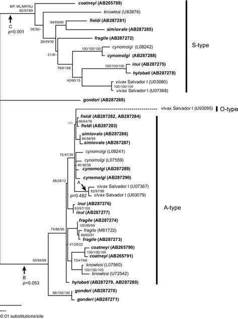 Optimal Ml Tree Of Simian Plasmodium Species And P Vivax The
