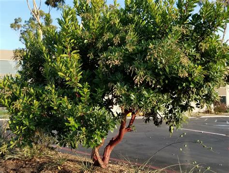 The 2 Minute Gardener Photo Marina Strawberry Tree Arbutus Unedo