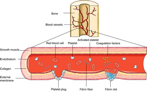 Rational Design Of Bioactive Materials For Bone Hemostasis And Defect