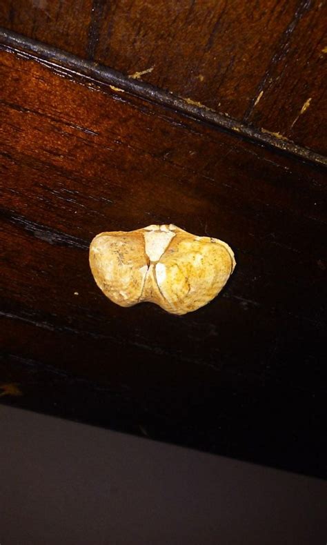 Spirifer Brachiopod Mississippian The Fossil Forum