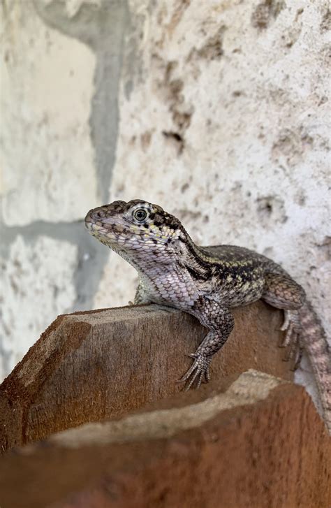 Hey There Lizard Friends I Was Working In My Backyard In Los Angeles