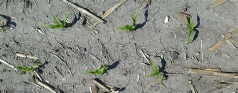 Monosem Twin Row Planters Monosem