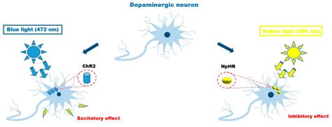 The Impact Of Optogenetics On Regenerative Medicine