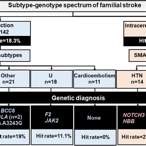 Phenotypic And Genotypic Spectrum And The Hit Rate Across Stroke Download Scientific Diagram