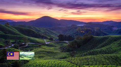 The Ultimate Guide To Exploring Cameron Highlands Malaysia Stepwise