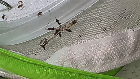 Metatoxodera Subparallela Praying Mantis Usmantis