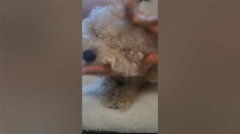 땅콩꽃귀여운강아지 Youtube