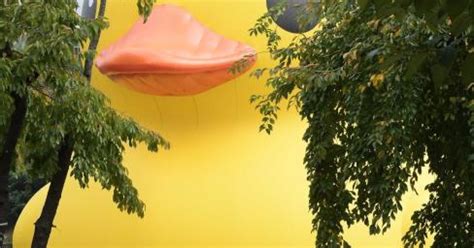 인기 많은 노랑오리