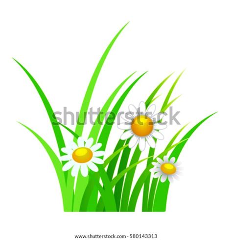 Vector Isolated Grass Daisy Stock Vector Royalty Free 580143313