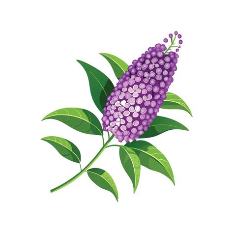 Vibrant Buddleia Flower Illustration 57394662 Vector Art At Vecteezy