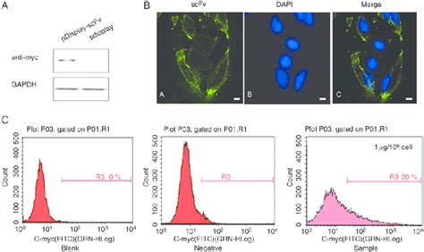 Expression And Display Characteristics Of The Scfv Antibody Library A