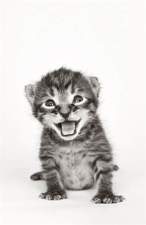 Meow Kitten