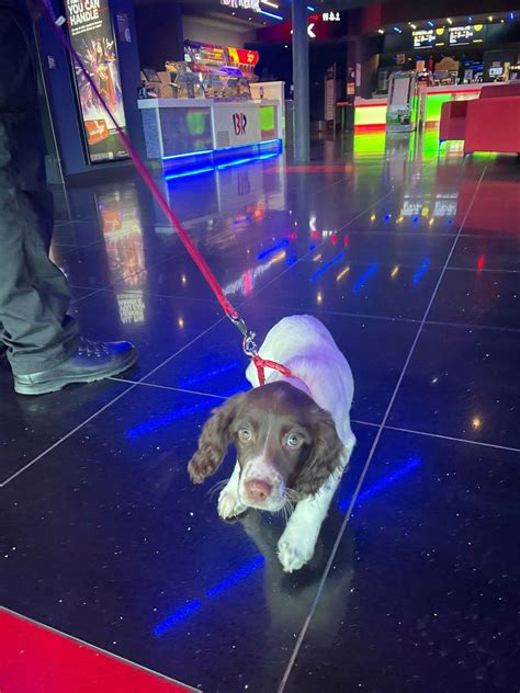 Cineworldhull Ied Independent Explosive Detection K9 Training Ltd