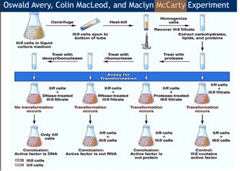 Oswald Avery Colin Macleod And Maclyn Mccarty Visible Proofs Forensic