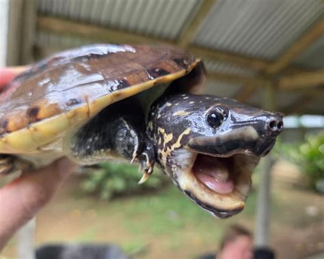 Turtle Survival Alliance Peacock Softshellsunday The Indian Peacock