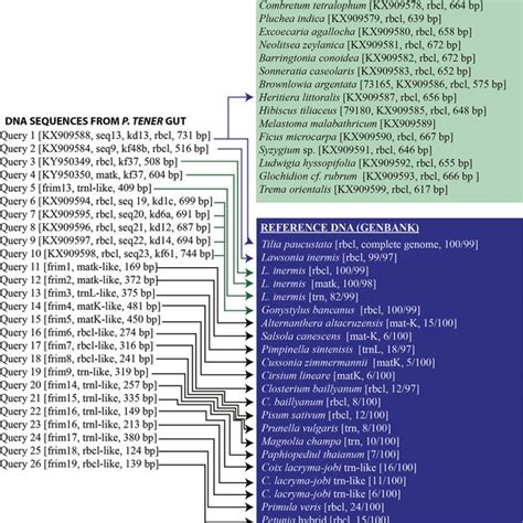 Aggregative Synchronously Flashing Firefly Pteroptyx Tener Download Scientific Diagram