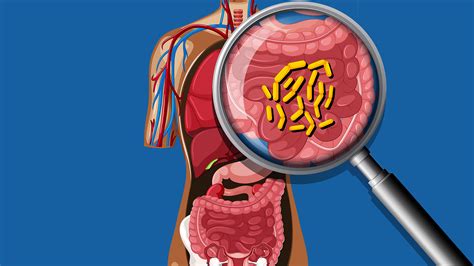 Intestinal Microflora