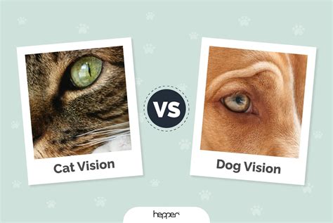 What Is Dog Vision
