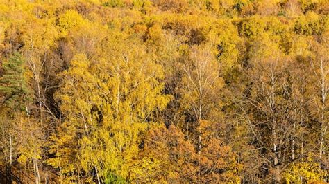 Premium Photo Above View Of Yellow Trees In Autumn Forest