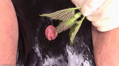 Latex Panties Gloves And Nettles 720 Mp4 Strangecares Clips4sale