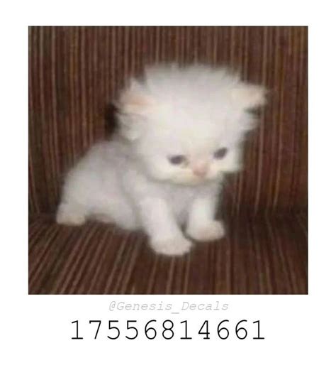 Roblox Decals Id 17556814661 Cat
