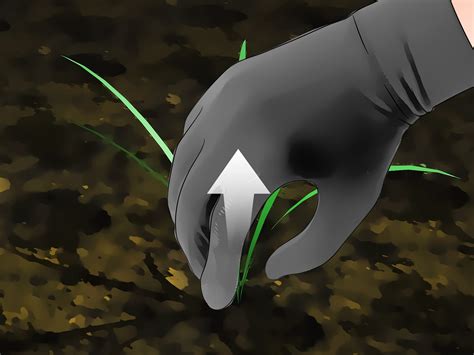 Control Of Johnson Grass At Maddison Chidley Blog