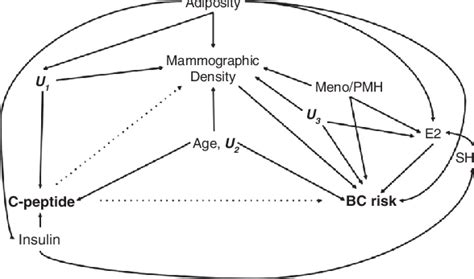 Directed Acyclic Graph Depicting The Hypothesized Relationship Between