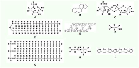 Biochemical Examples And Functions Diagram Quizlet