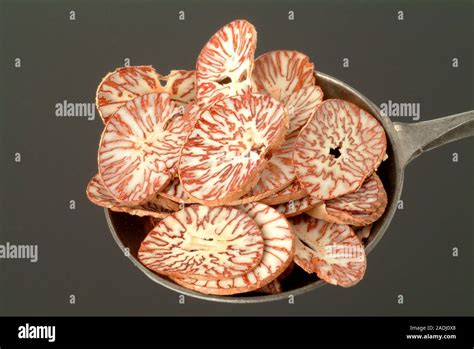 Betel Nut Arecha Catechu Chips In A Ladle Betel Nuts Are The Source Of A Habit Forming Drug