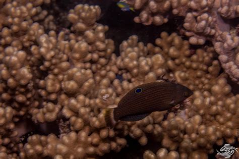 Dusky Wrasse Facts And Photographs Seaunseen