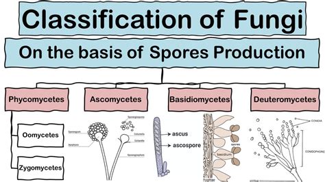 Ascospore Formation