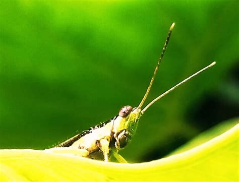 Premium Photo A Grasshoper Up Close On The Green Leaf