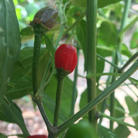 Chiltepin Pepper Seeds Tyler Farms