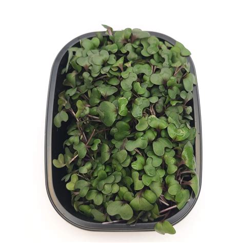 Red Cabbage Celery Farms