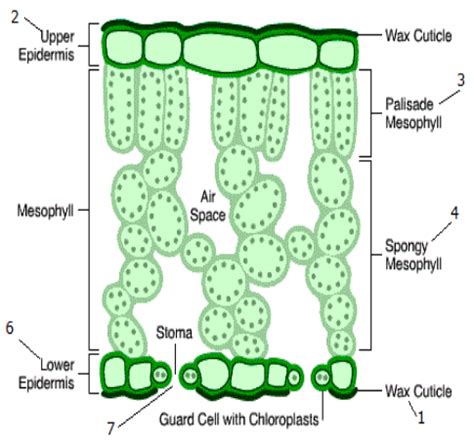 Gcse Biology Sb6 Plant Structures And Their Functions Flashcards Quizlet