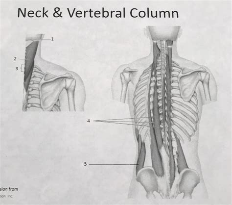 External Practicum Neck And Vertebral Column Diagram Quizlet