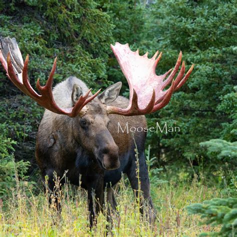 Post From Mooseman Nature Photos